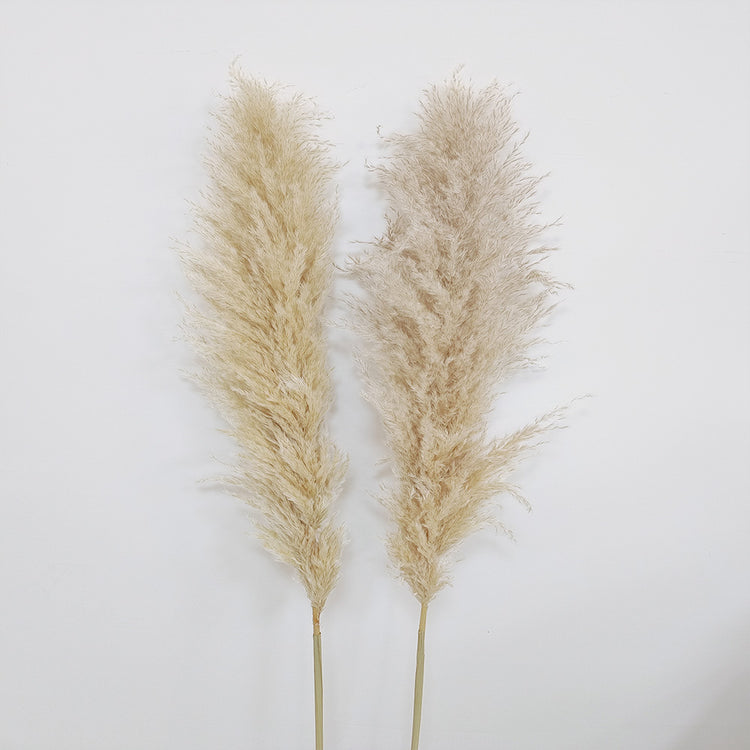 Pampas-Blanca Natural – Antico Home